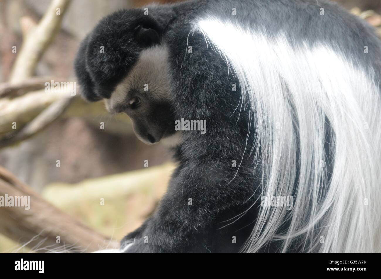 Monkey back side hi-res stock photography and images - Alamy