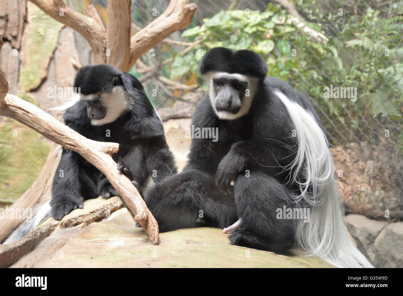 Black hair monkey hi-res stock photography and images - Alamy
