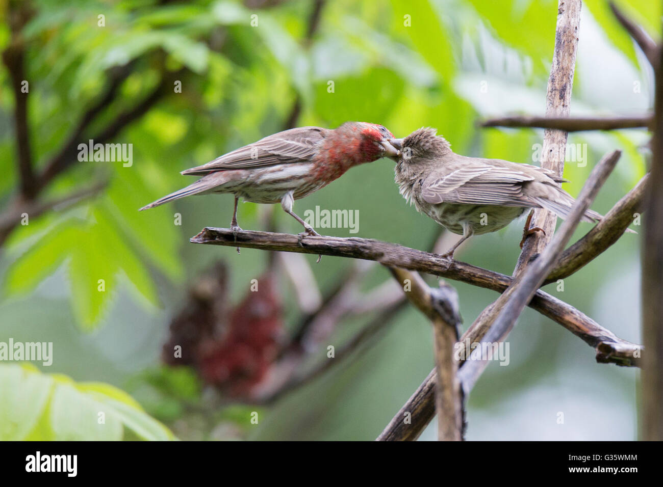 Purple Finch Babies