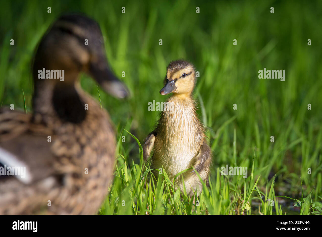Mallard Duck hen and her ducklings Stock Photo - Alamy
