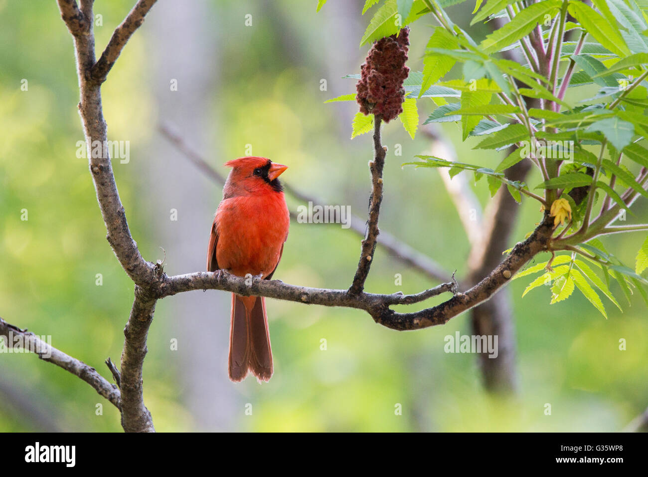 Male red cardinal in spring on a fresh green background Stock Photo - Alamy