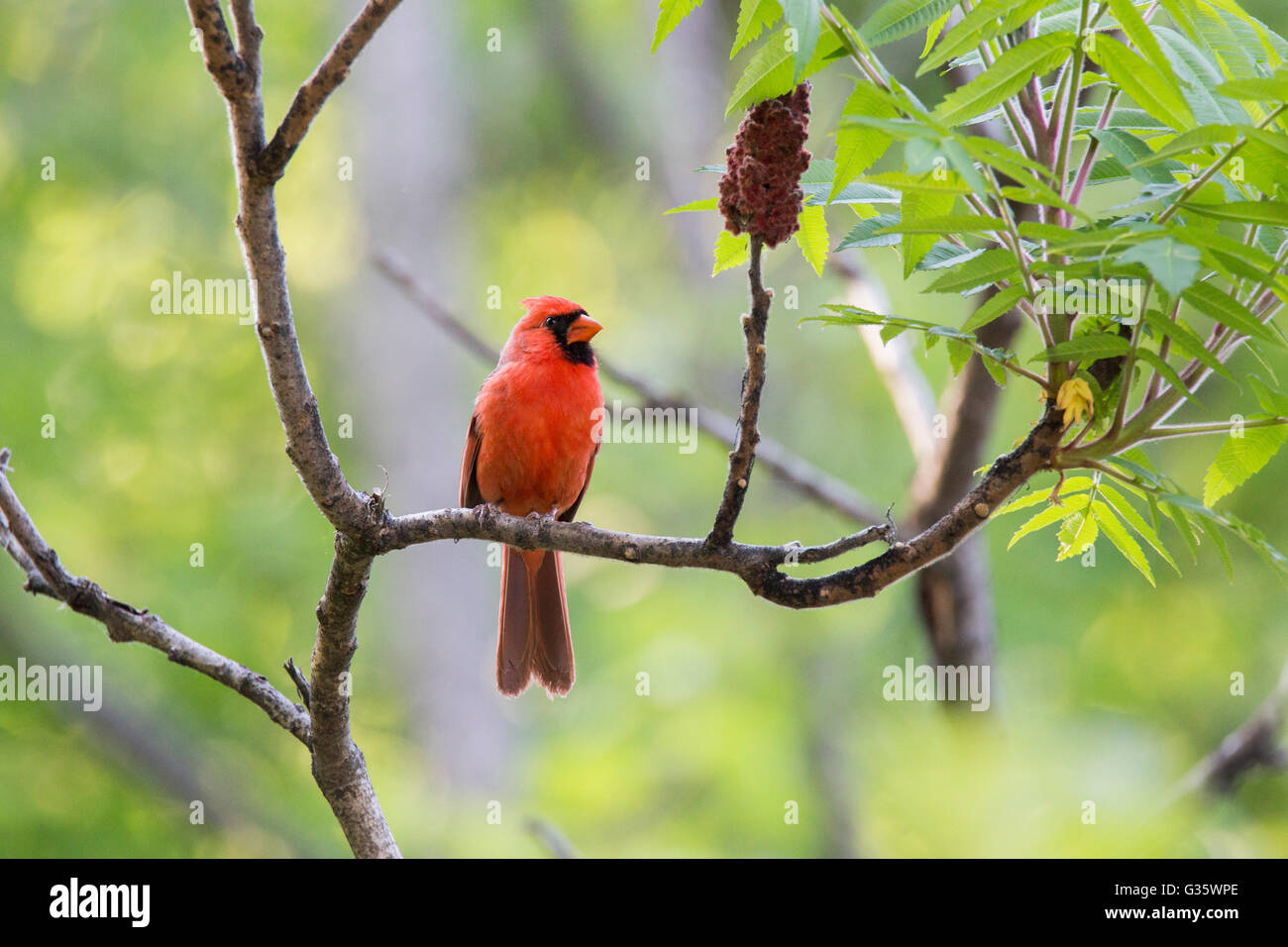 Male red cardinal in spring on a fresh green background Stock Photo - Alamy
