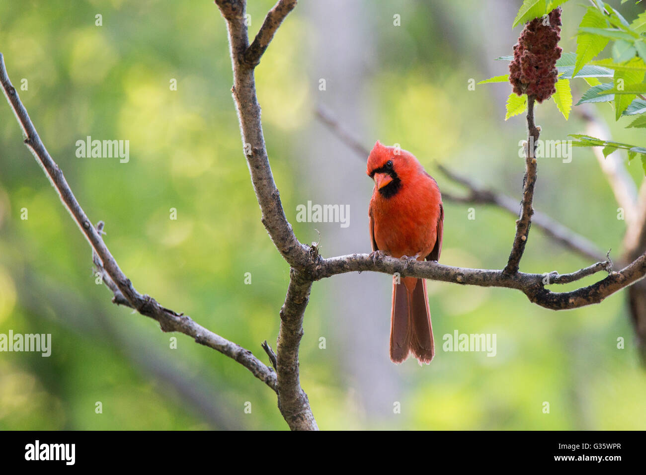 Male red cardinal in spring on a fresh green background Stock Photo - Alamy