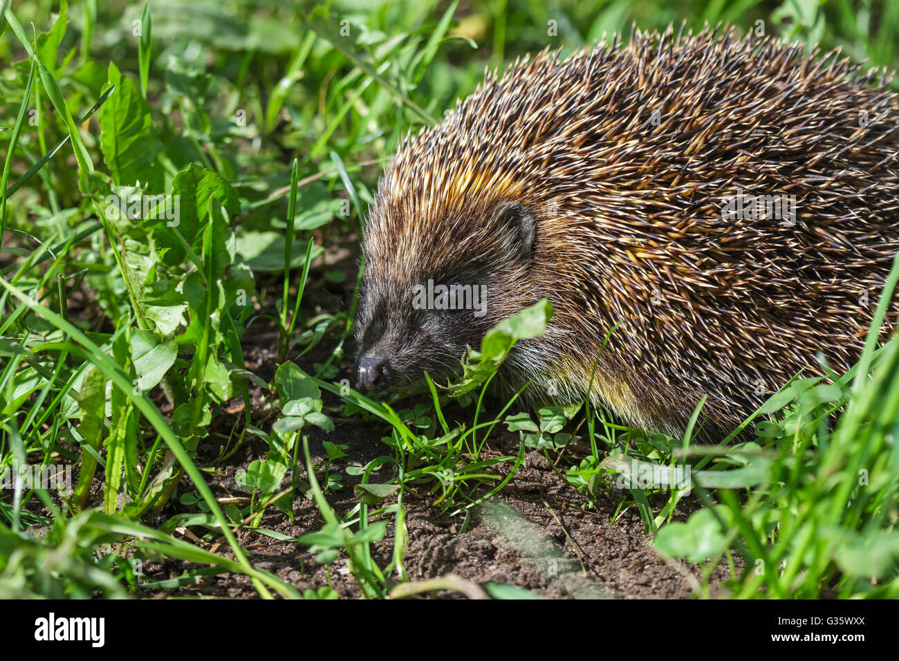 Hedgehogs eyes hi-res stock photography and images - Alamy