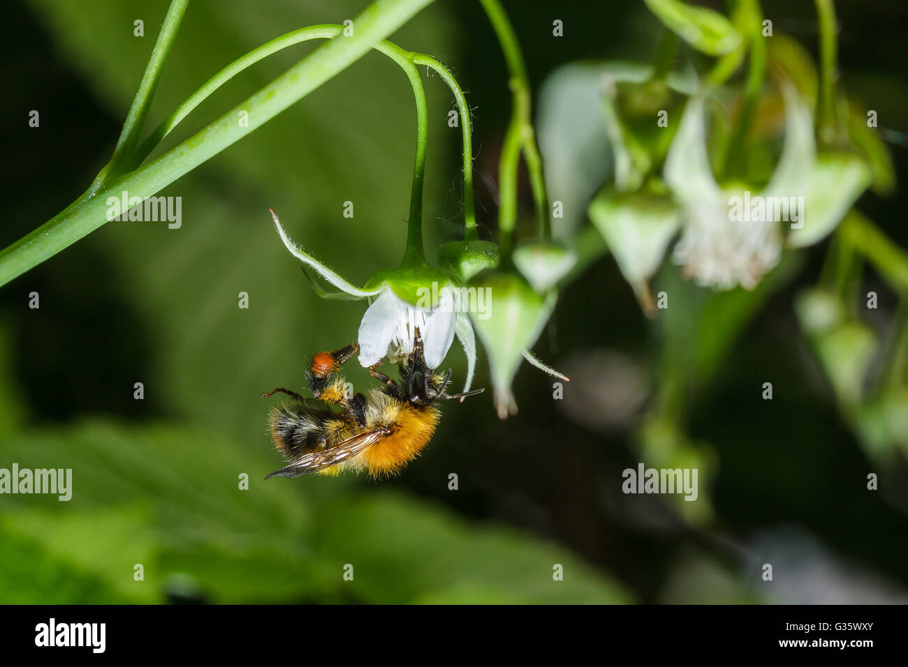 bee collects nectar from a flower of raspberry. Pollination of the ...
