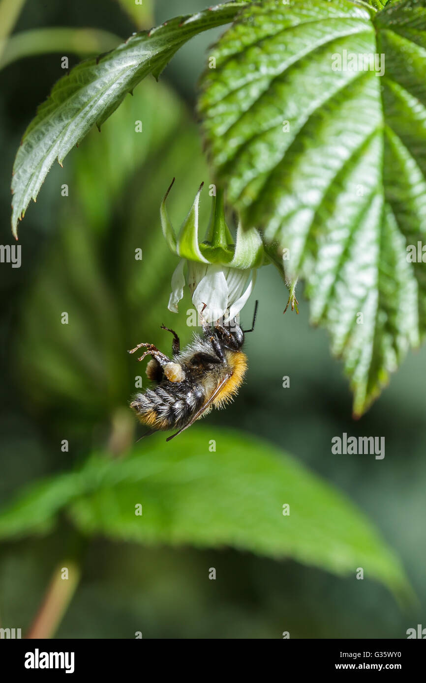 bee collects nectar from a flower of raspberry. Pollination of the ...