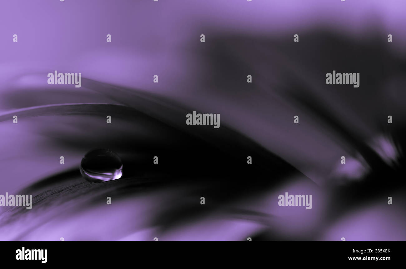 Tear flower hi-res stock photography and images - Alamy