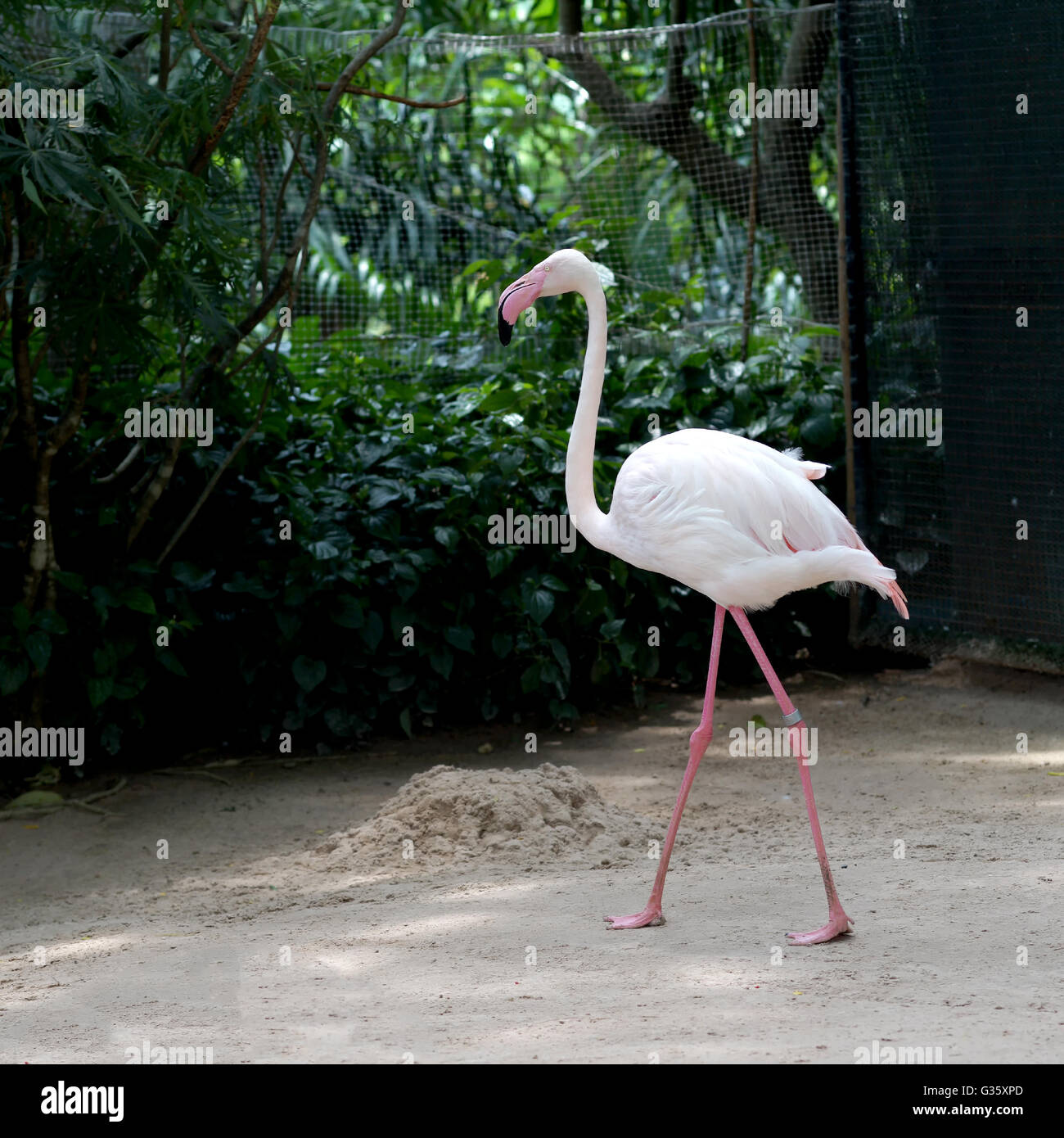 Flamingo in the zoo hi-res stock photography and images - Alamy