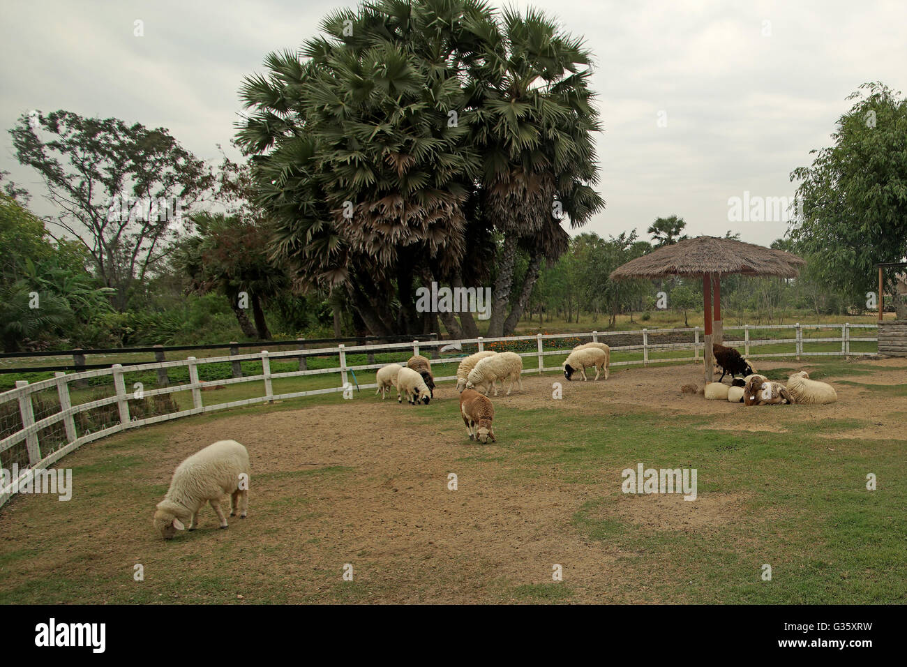 group of lamb in paddock of farm Stock Photo - Alamy