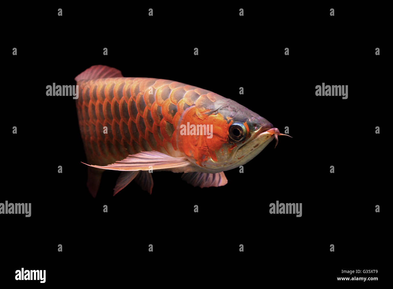 Red Arowana Fish Wallpaper