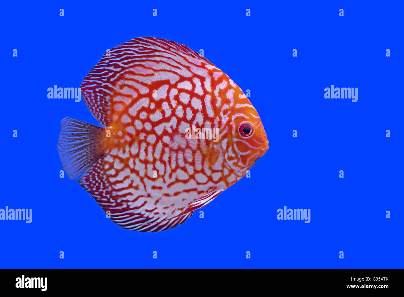pompadour or symphysodon fish in the aquarium Stock Photo - Alamy
