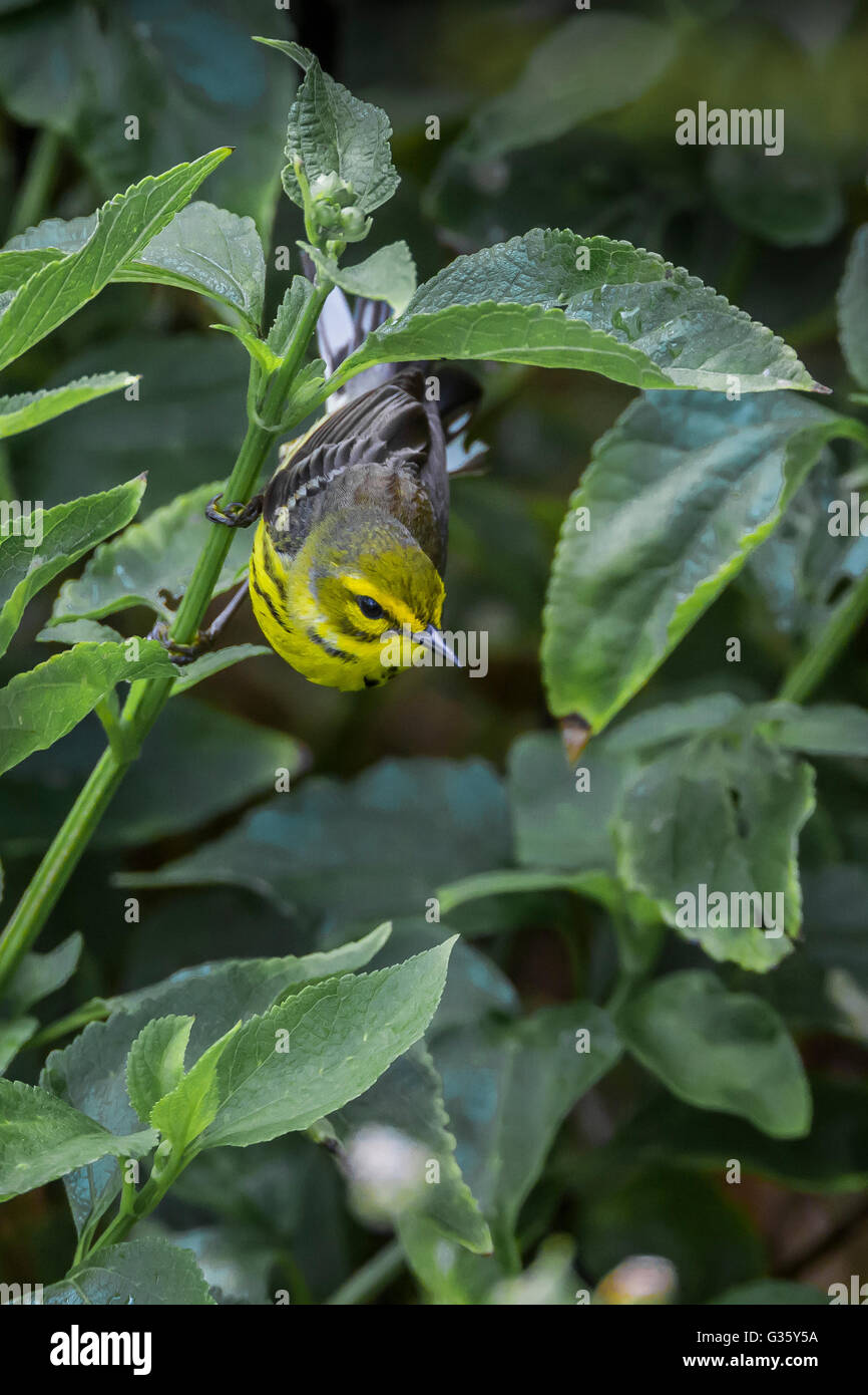 Prairie Warbler, Setophaga discolor, foraging during migration stop in ...