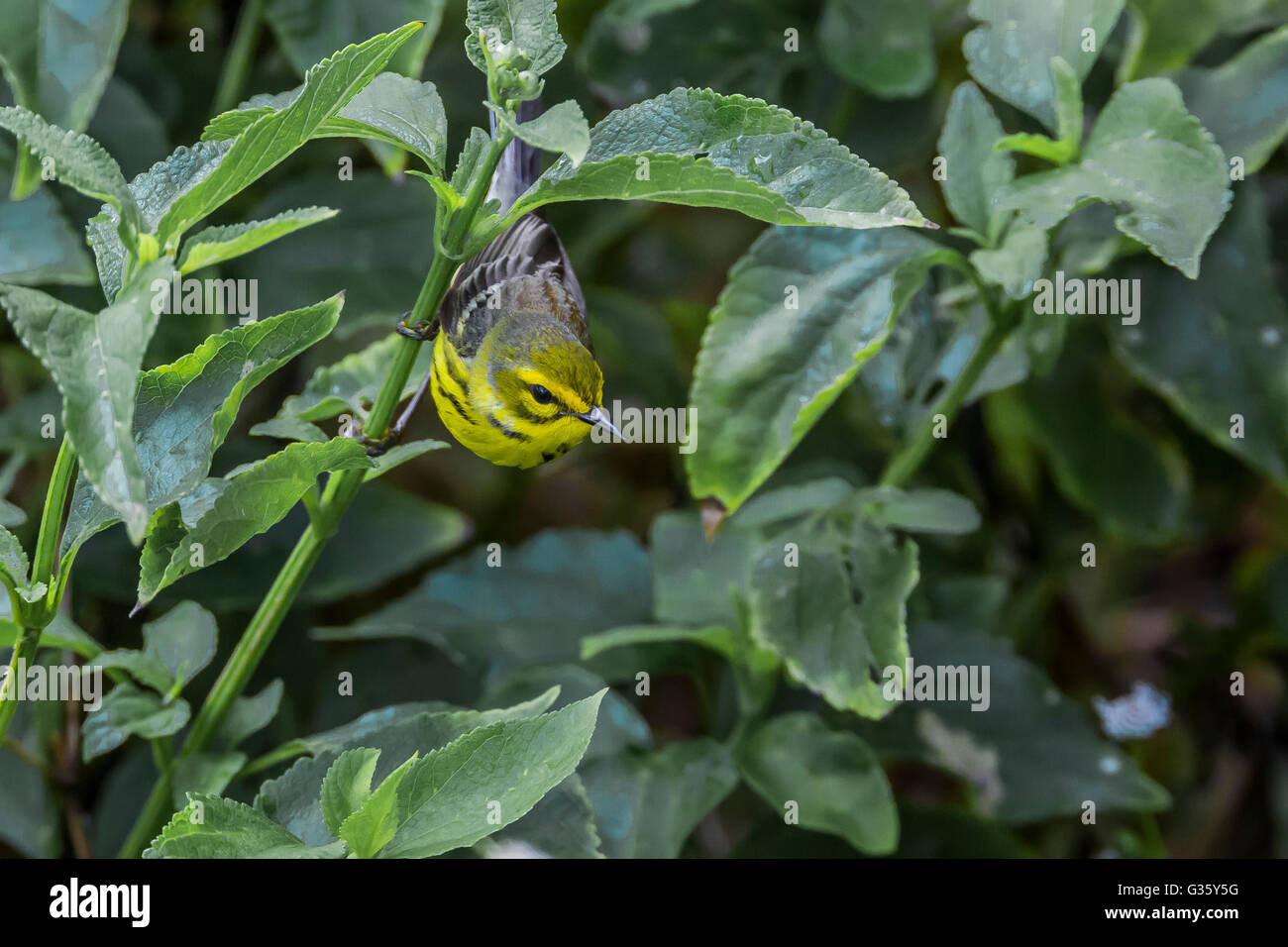 Gulf of mexico bird migration hi-res stock photography and images - Alamy