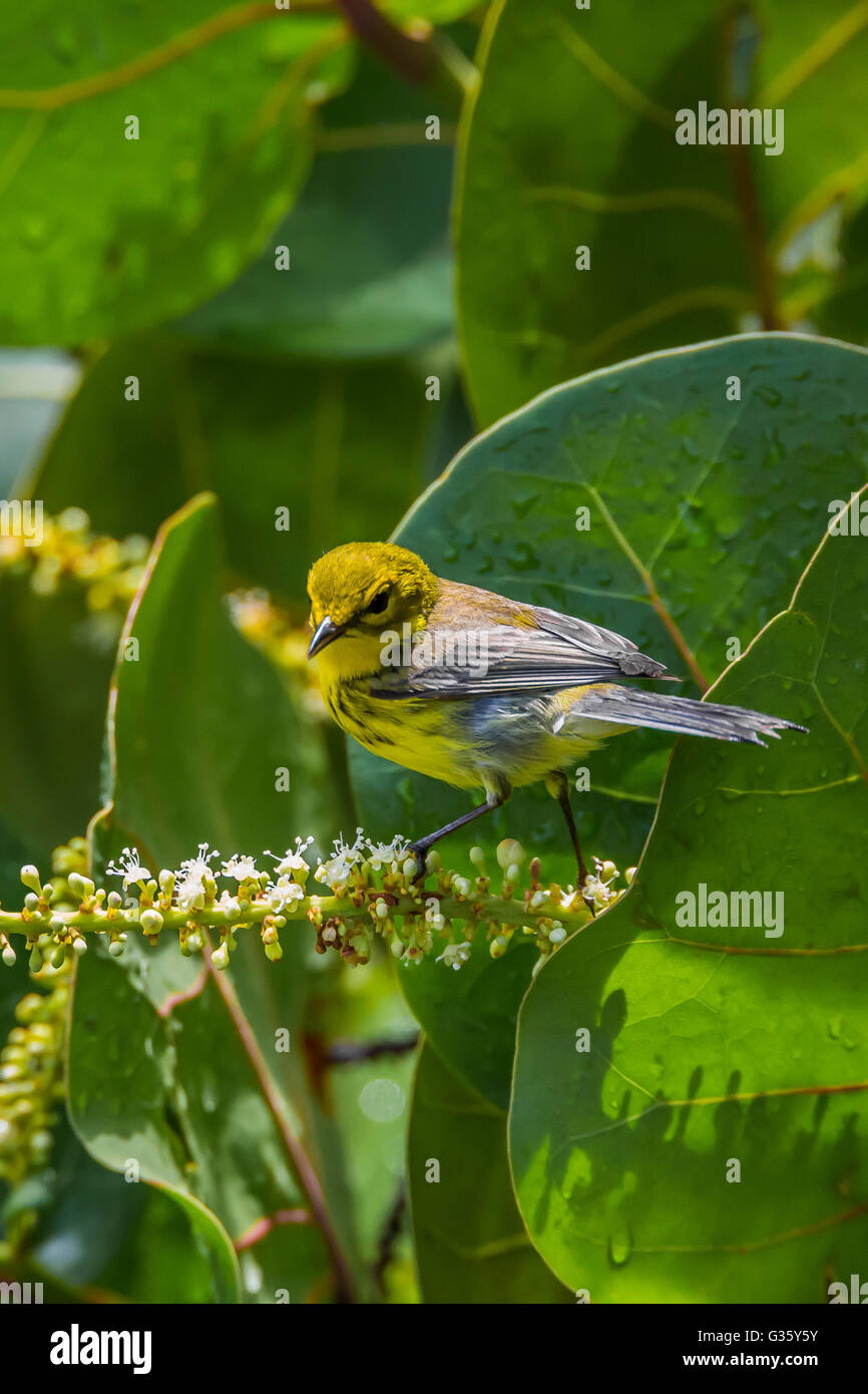 Grapes national hi-res stock photography and images - Alamy