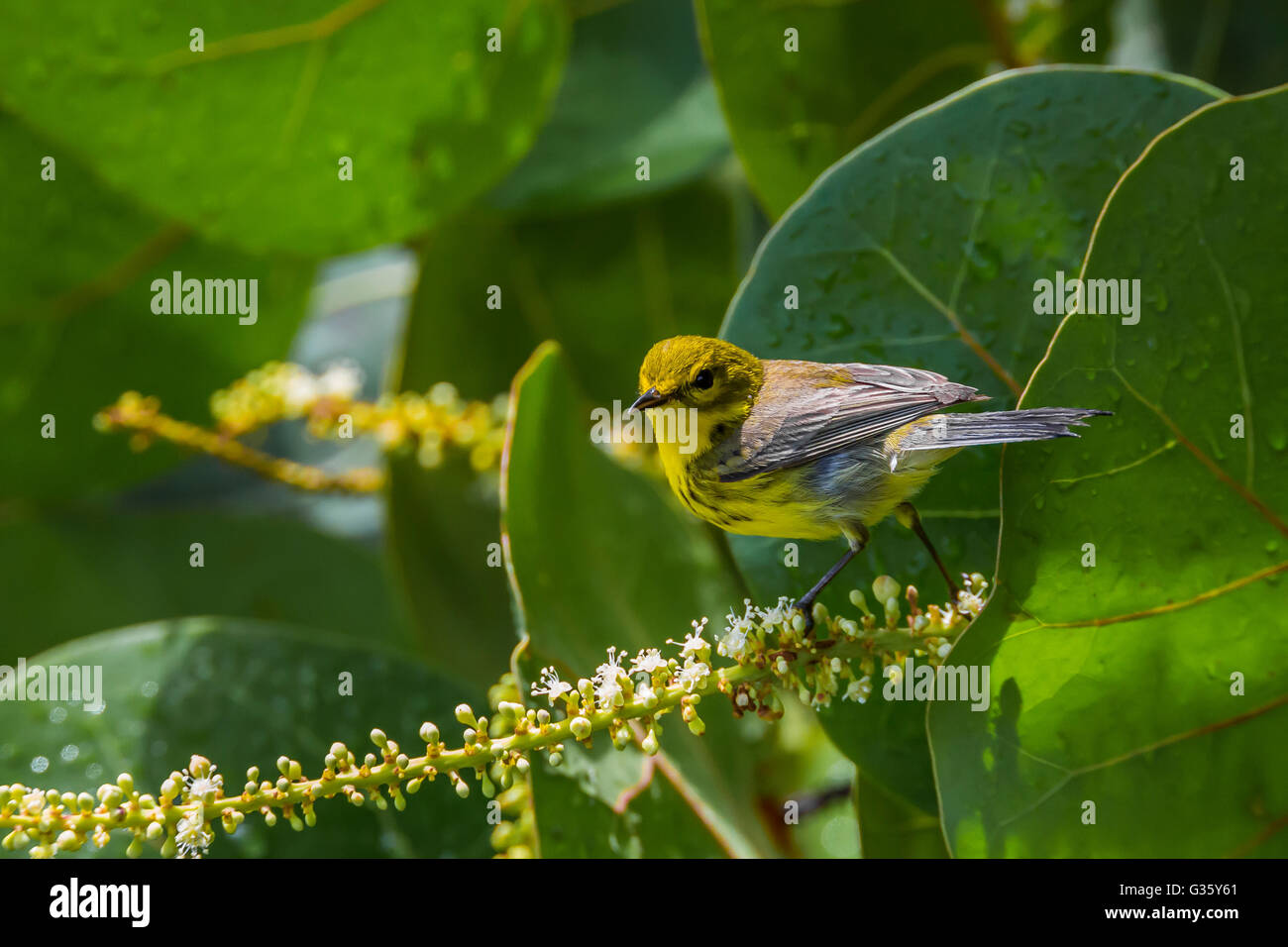 Prairie Warbler, Setophaga discolor, foraging in Sea Grapes during ...