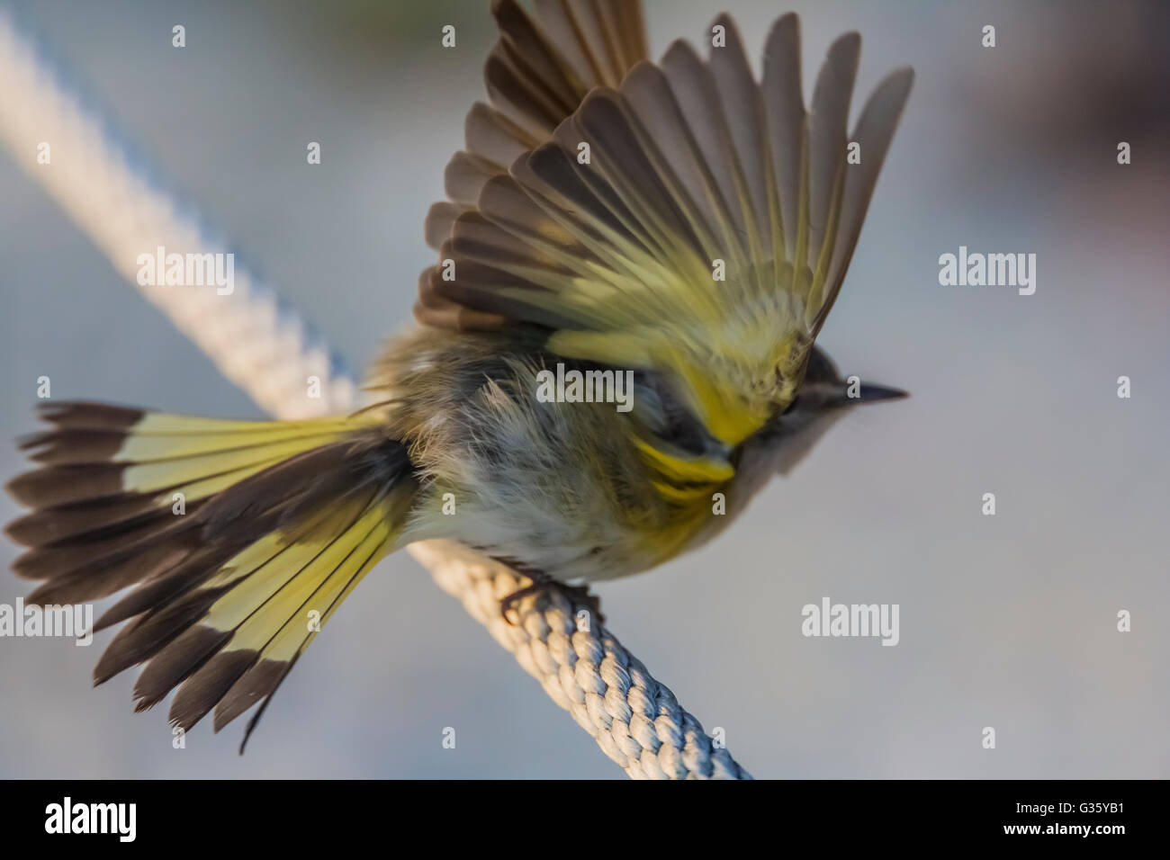 American Redstart, Setophaga ruticilla, adult female at Fort Jefferson ...