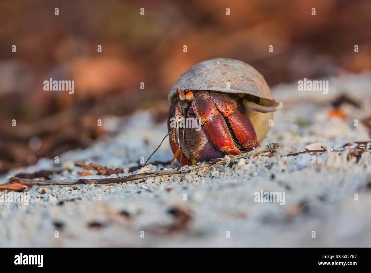Hermit crab hi-res stock photography and images - Alamy