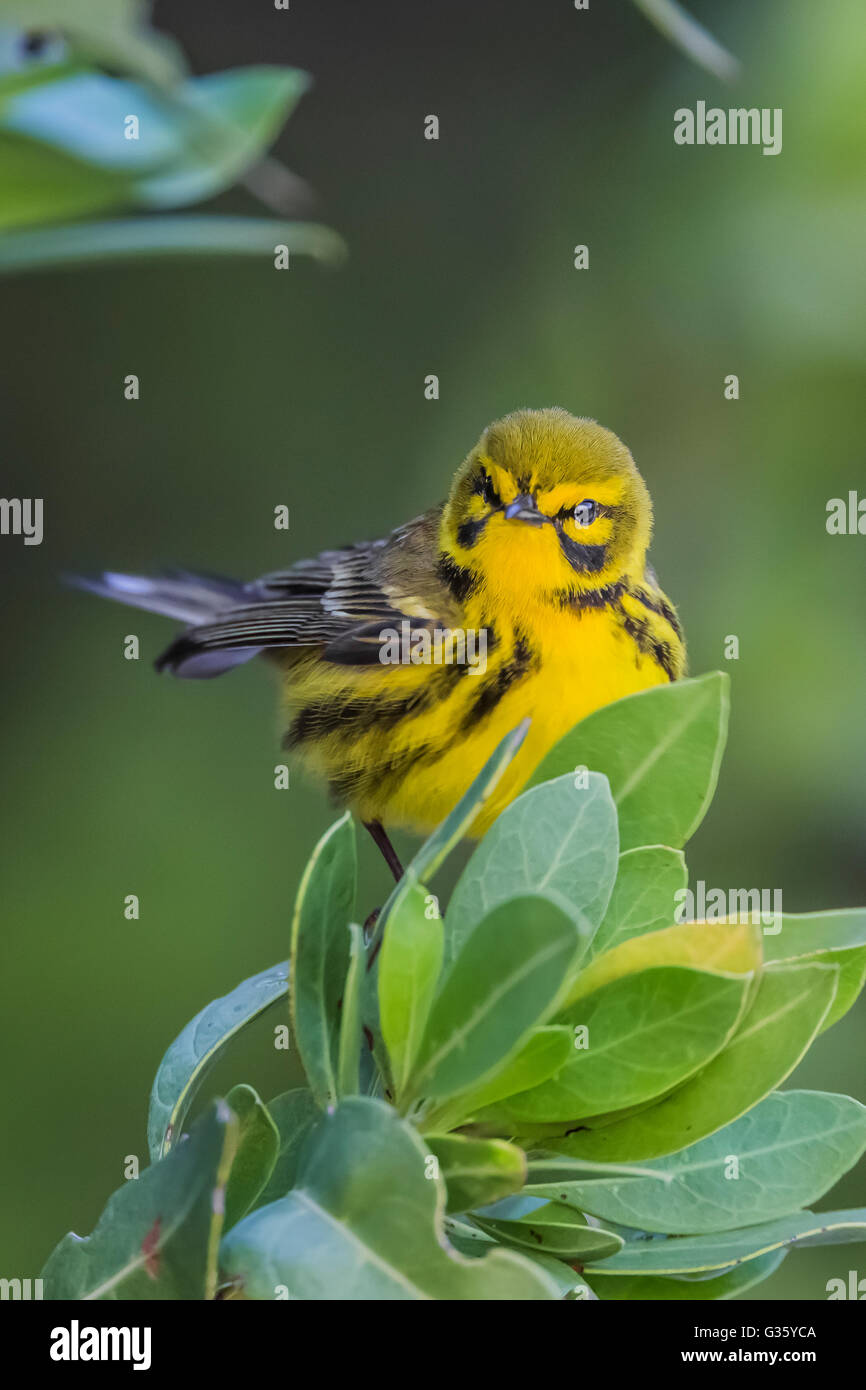 Prairie Warbler, Setophaga discolor, adult male during migration, Fort ...