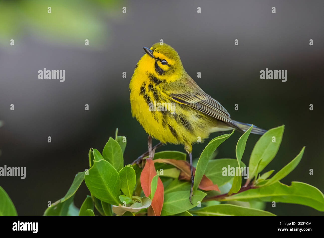 Setophaga Discolor Discolor High Resolution Stock Photography and ...