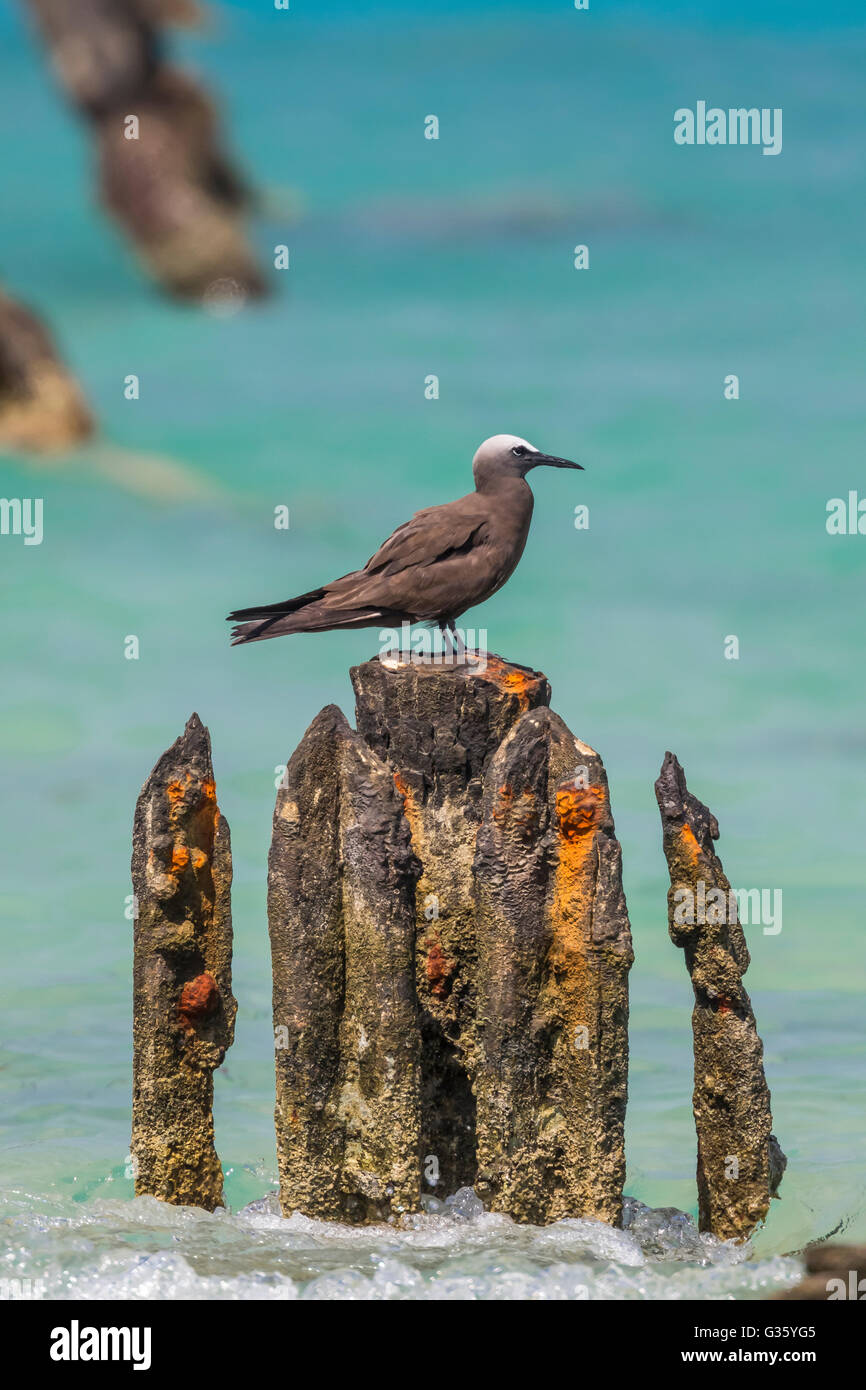 Brown Noddy, Anous stolidus, perched on South Coaling Station remains ...