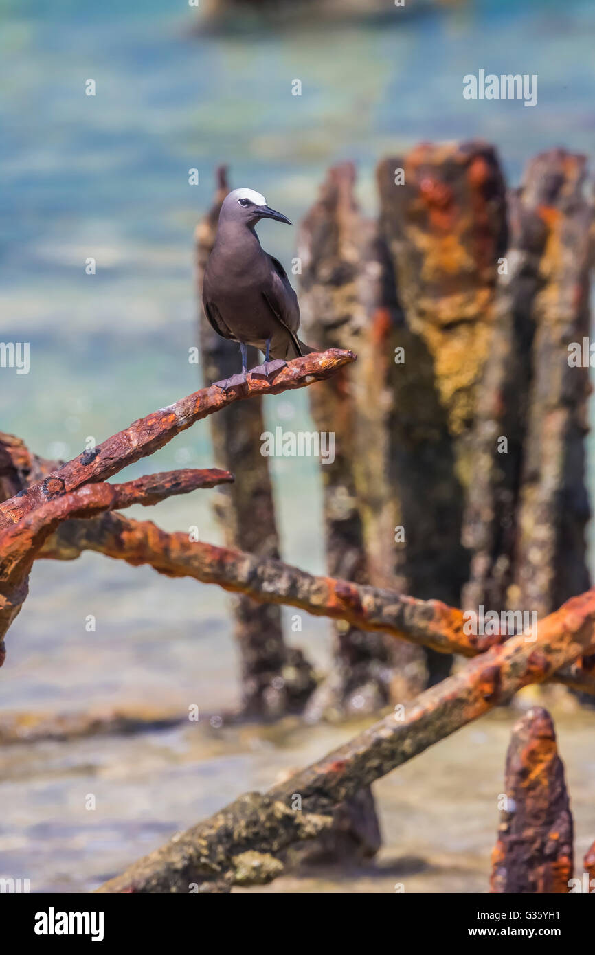 Brown Noddy, Anous stolidus, perched on South Coaling Station remains ...