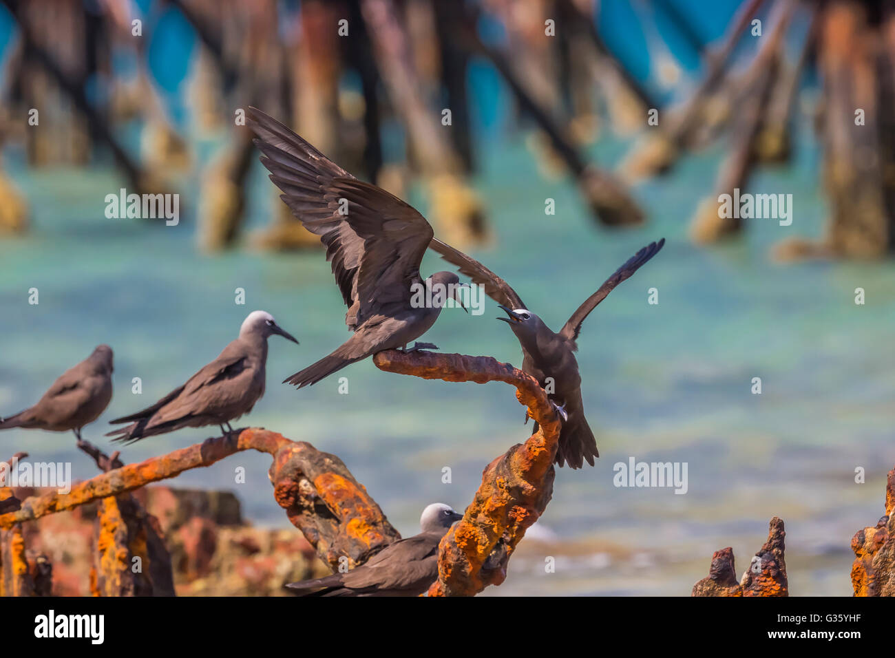 Brown Noddy, Anous stolidus, on the remains of Coaling Station for Fort ...