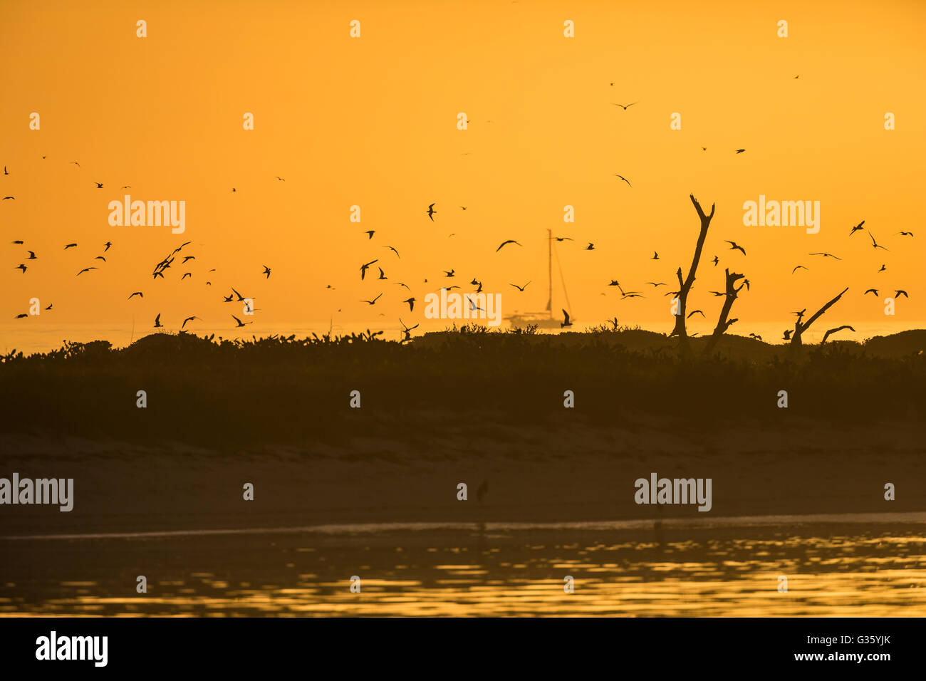 Bush Key at sunrise, with its nesting colonies of Sooty Terns and Brown ...