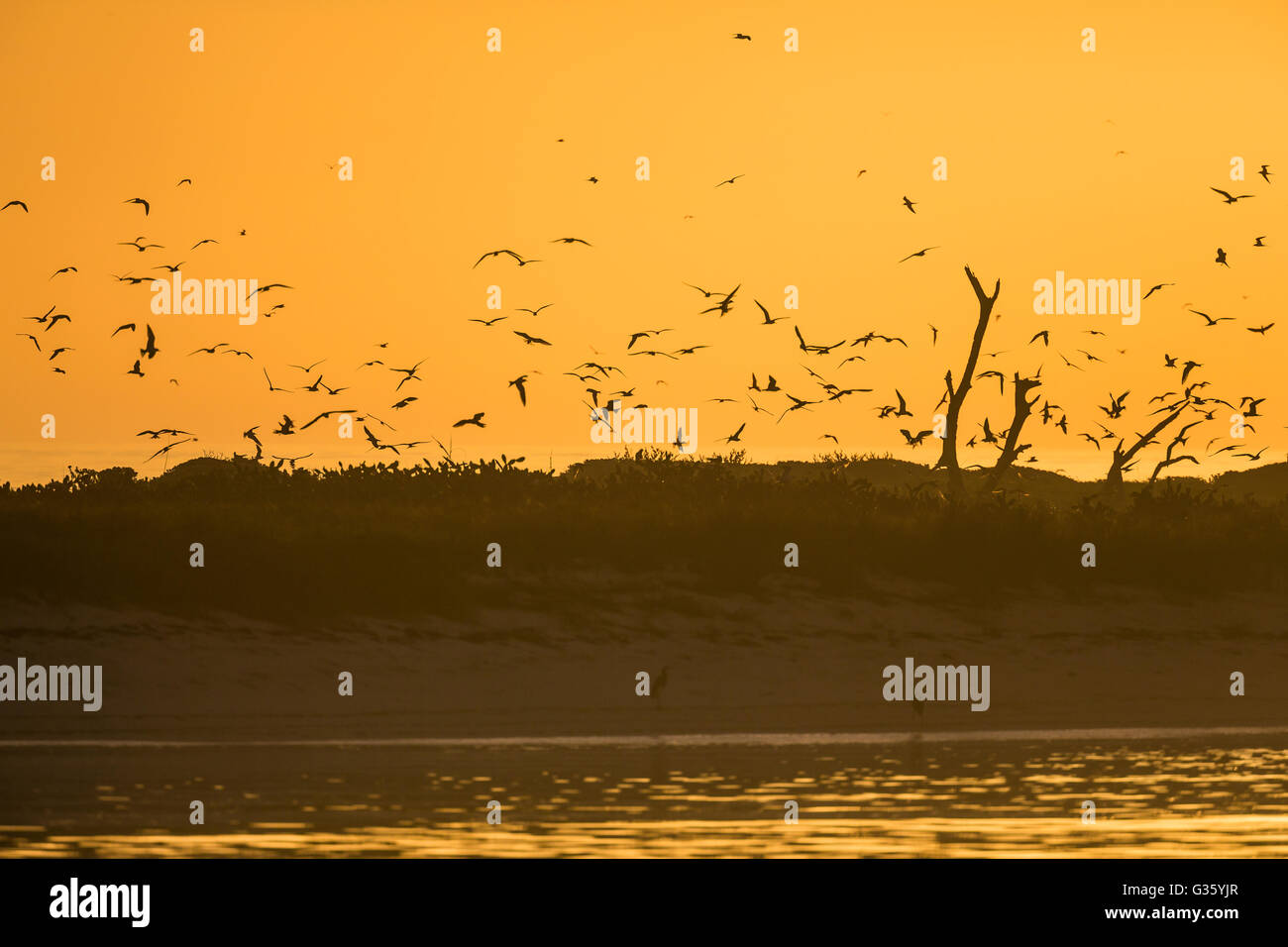 Bush Key at sunrise, with its nesting colonies of Sooty Terns and Brown ...