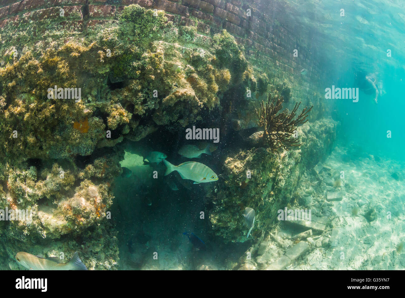 Fish gathering in an opening to the moat around Fort Jefferson, on ...