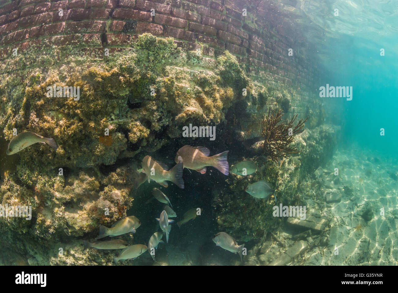 Fish gathering in an opening to the moat around Fort Jefferson, on ...