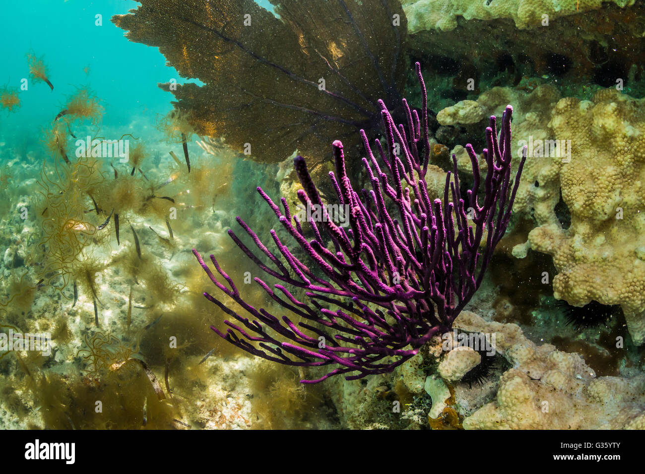 Purple Sea Fan, Gorgonia ventalina, along moaat outside Fort Jefferson ...
