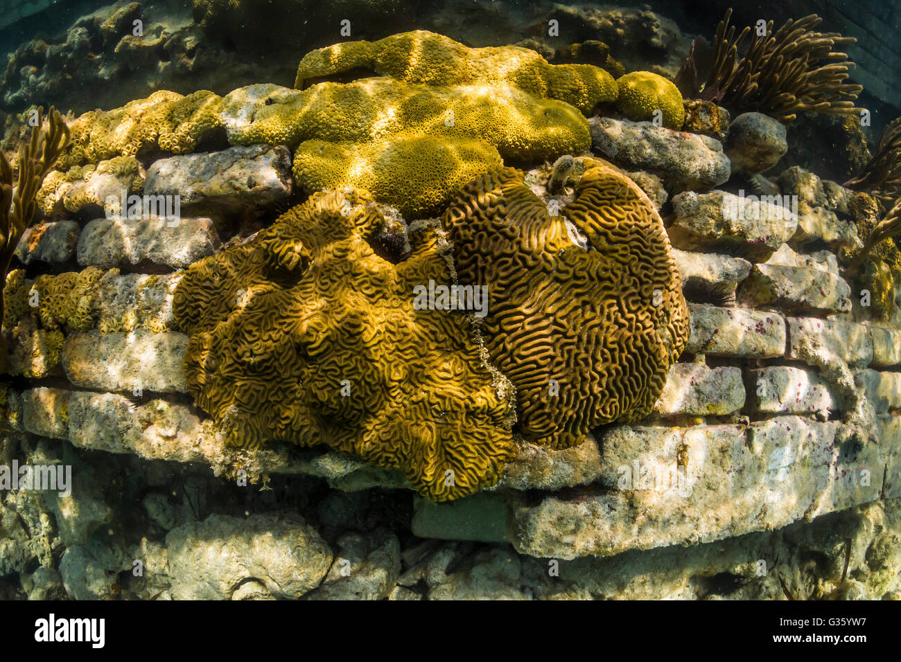 Brain sponges hi-res stock photography and images - Alamy
