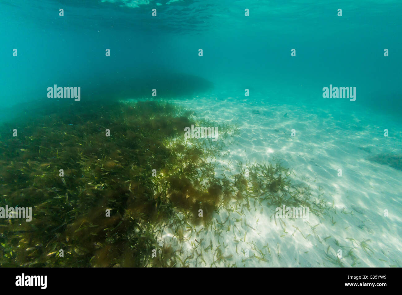 Seagrass florida hi-res stock photography and images - Alamy