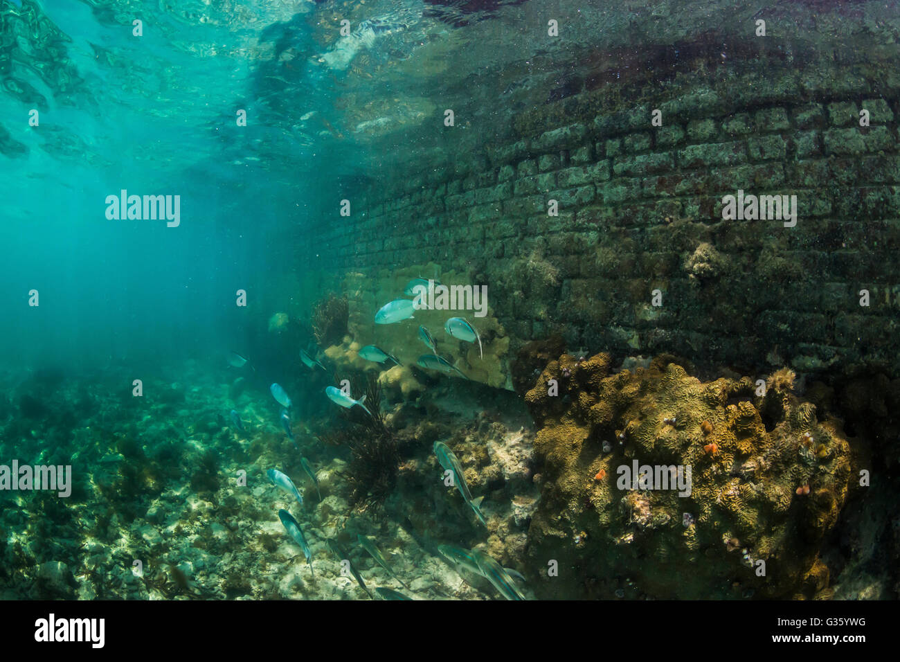 Fish in moat hi-res stock photography and images - Alamy