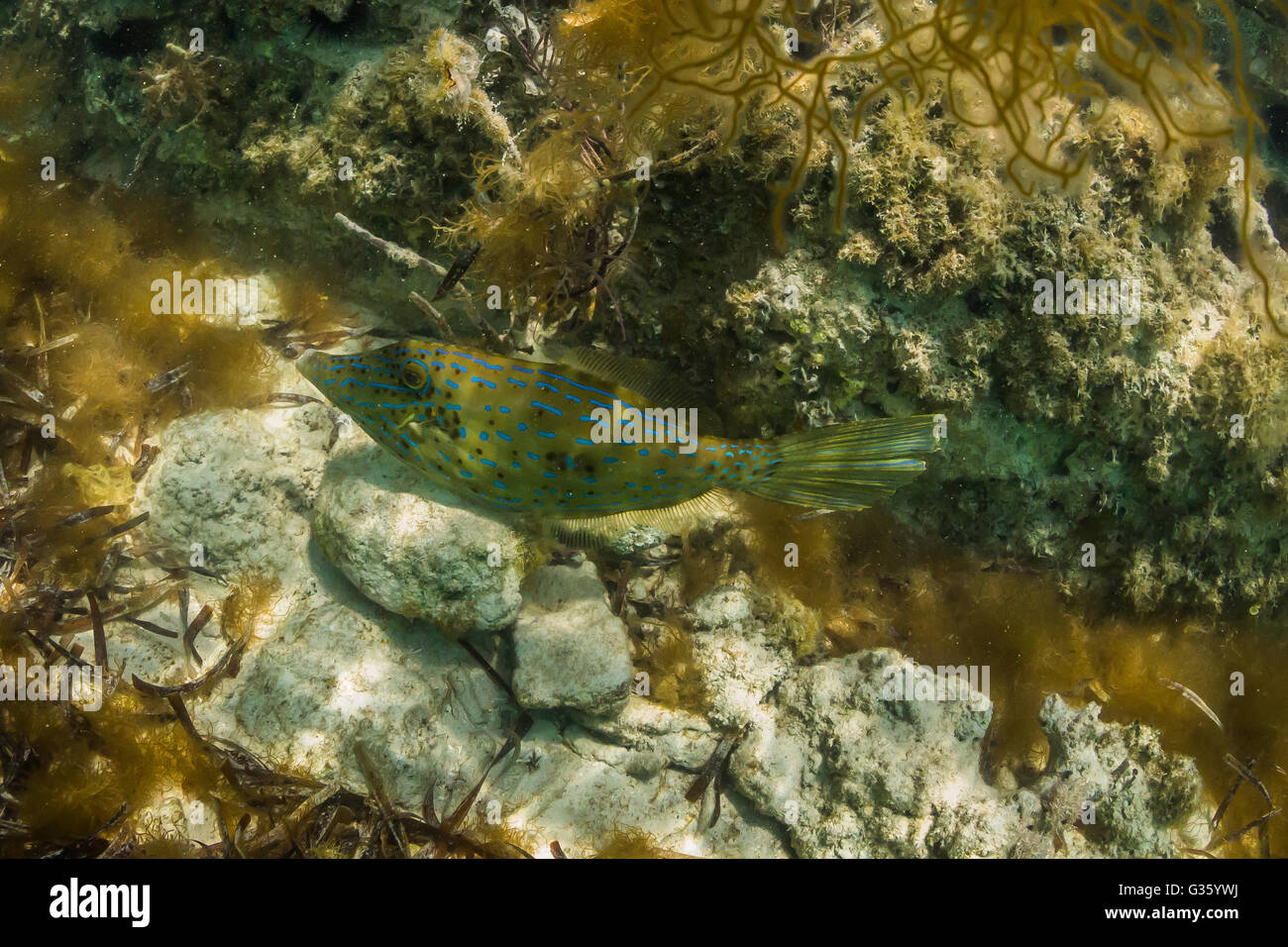 Dry tortugas coral reef hi-res stock photography and images - Alamy