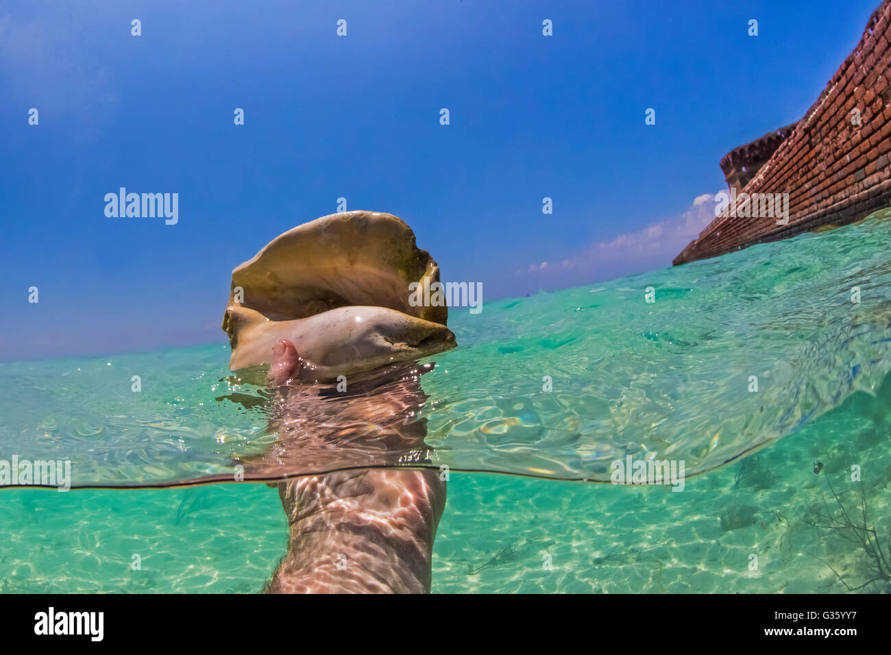 Bottom conch hi-res stock photography and images - Alamy