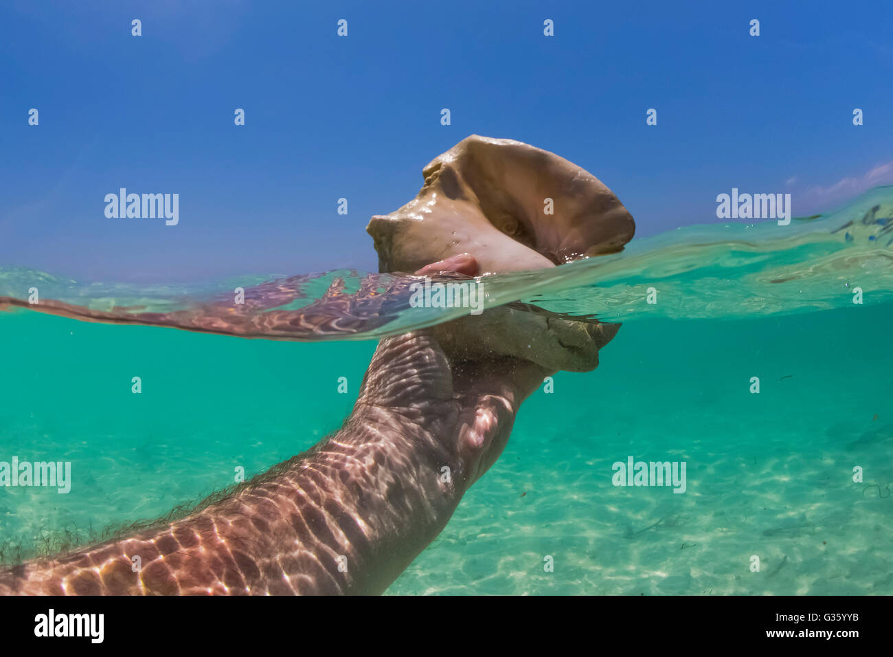Bottom conch hi-res stock photography and images - Alamy