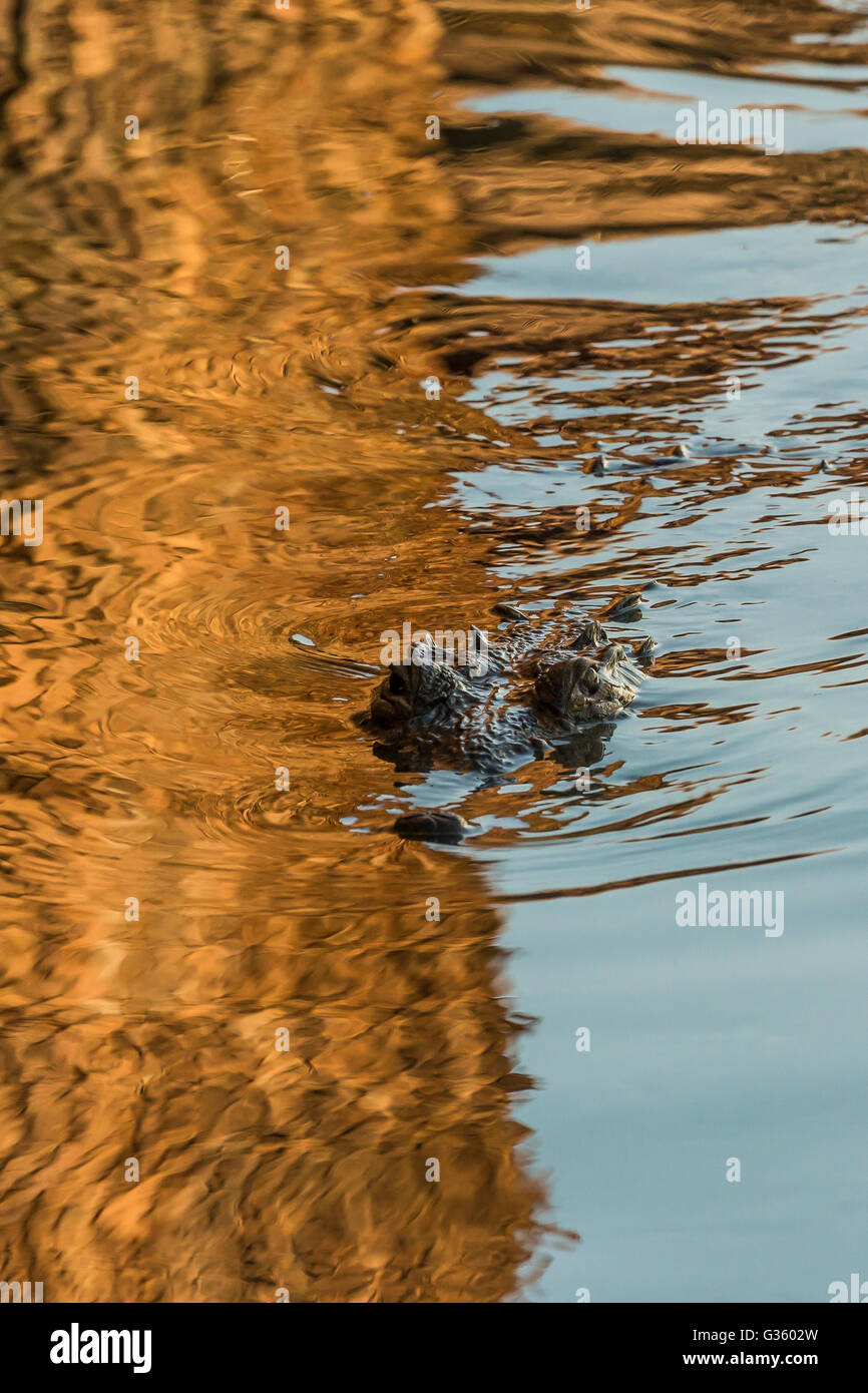 American Crocodile, Crocodylus acutus, swimming in the moat of Fort ...