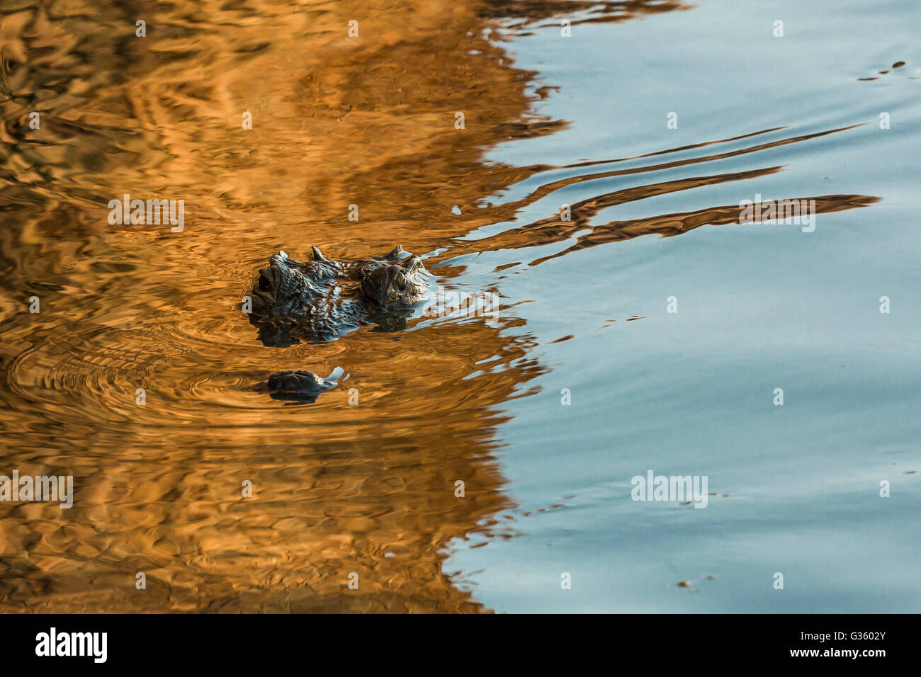 American Crocodile, Crocodylus acutus, swimming in the moat of Fort ...
