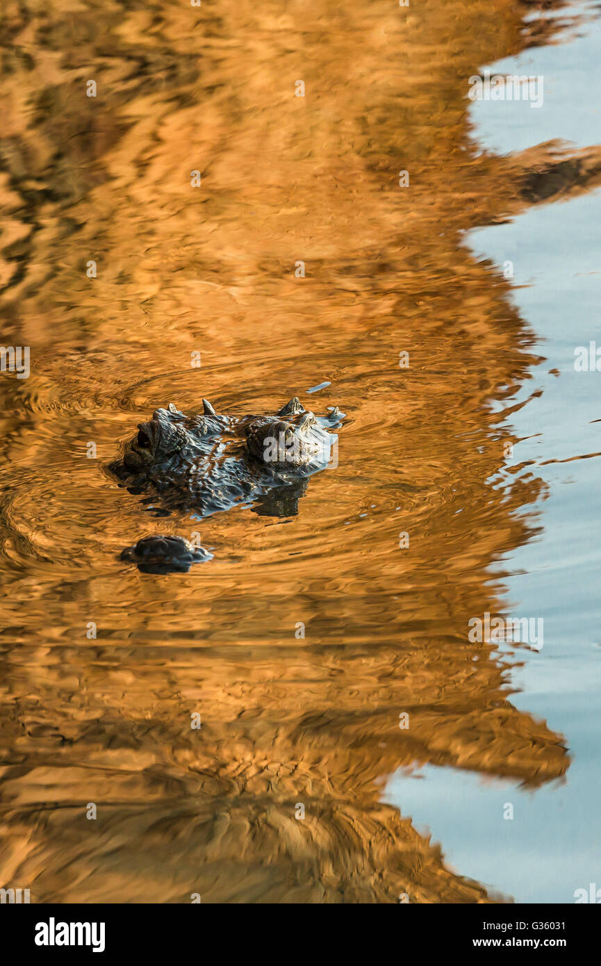 American Crocodile, Crocodylus acutus, swimming in the moat of Fort ...