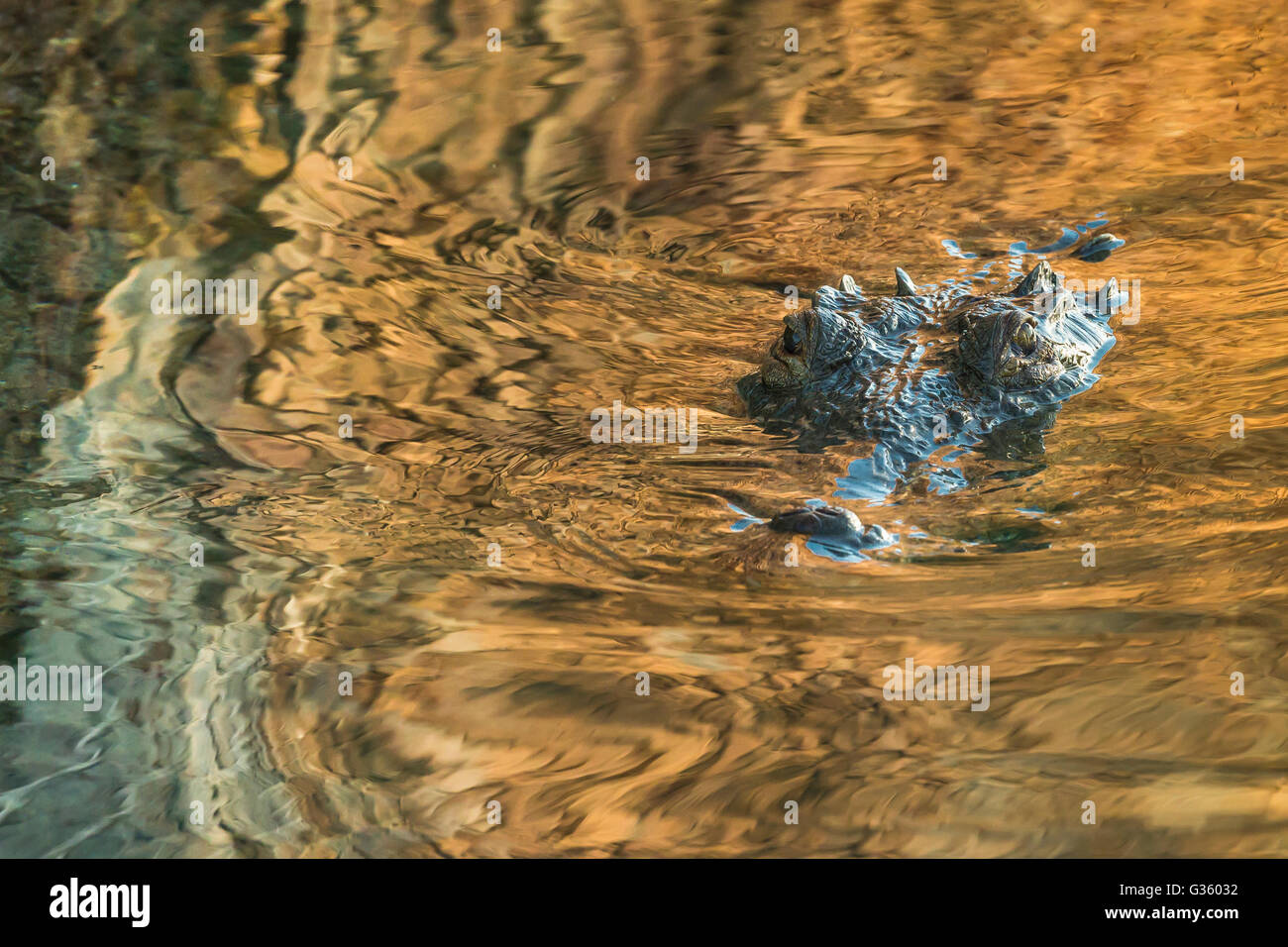 American Crocodile, Crocodylus acutus, swimming in the moat of Fort ...