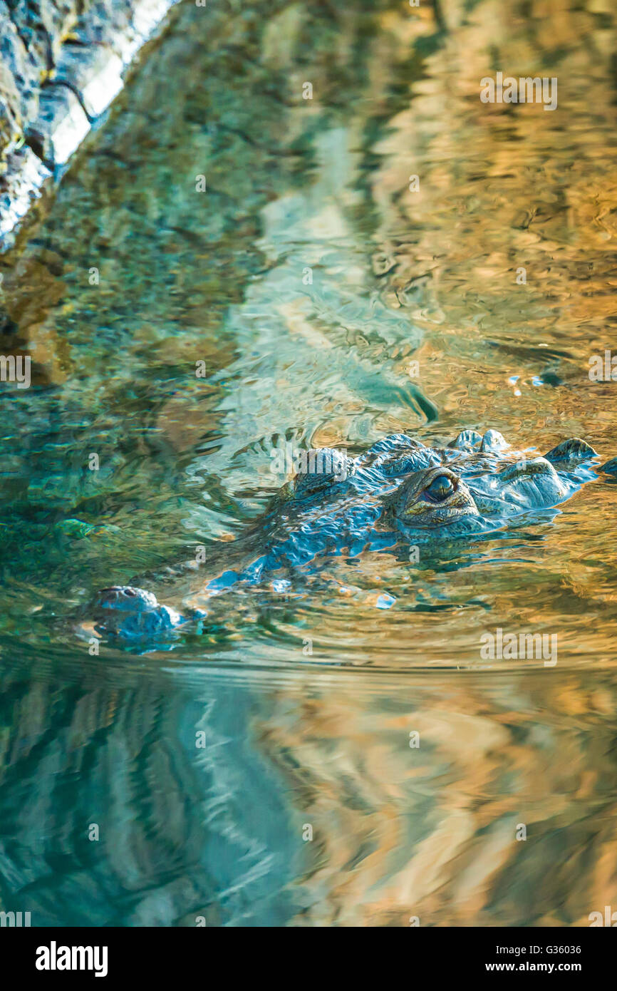 American Crocodile, Crocodylus acutus, swimming in the moat of Fort ...