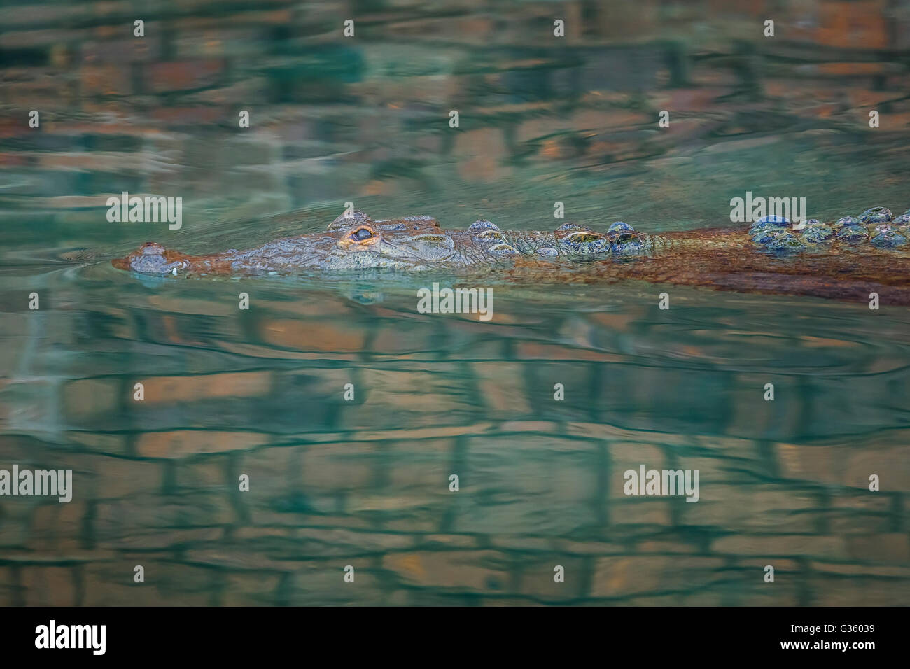 American Crocodile, Crocodylus acutus, swimming in the moat of Fort ...