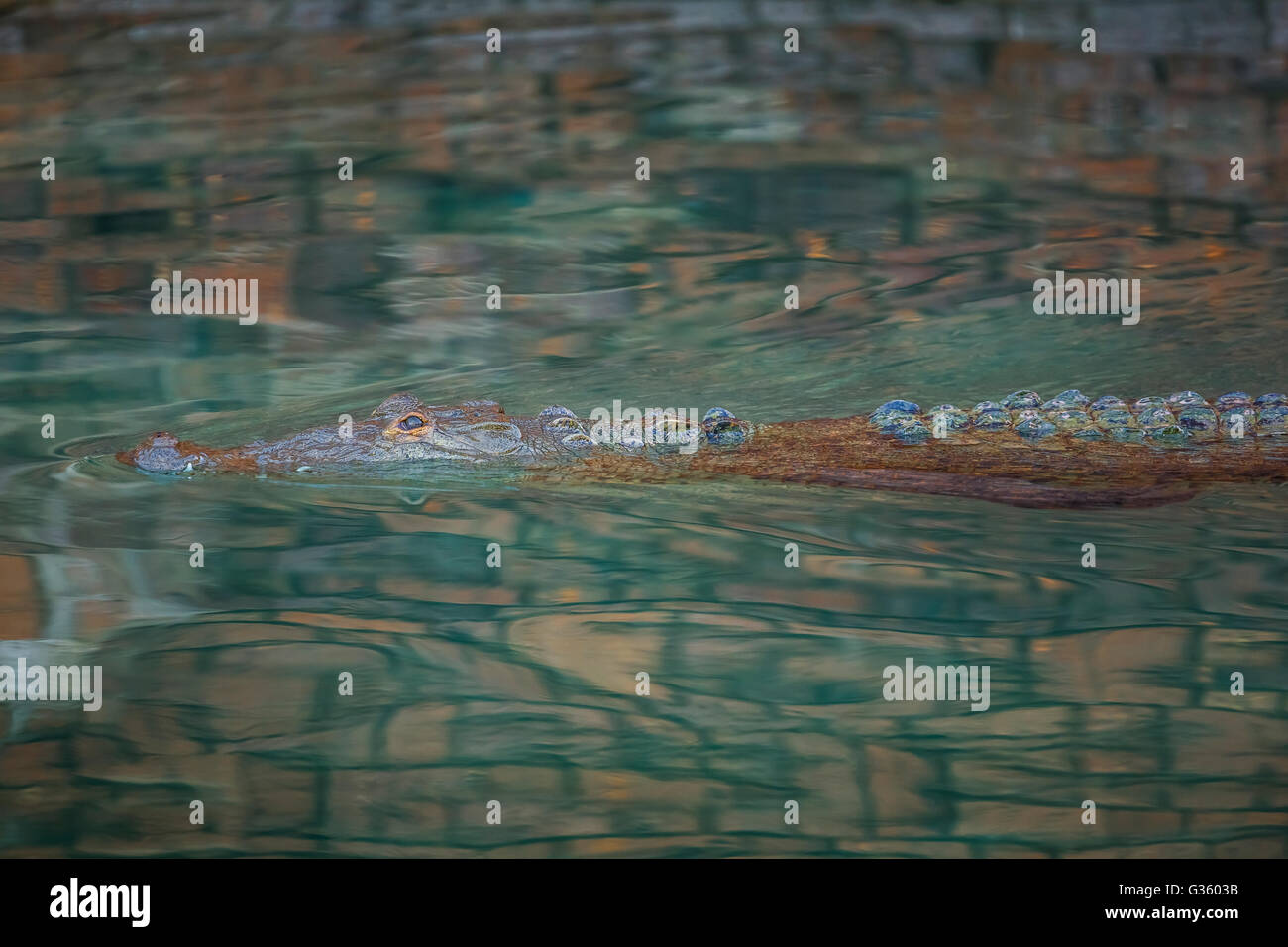 American Crocodile, Crocodylus acutus, swimming in the moat of Fort ...