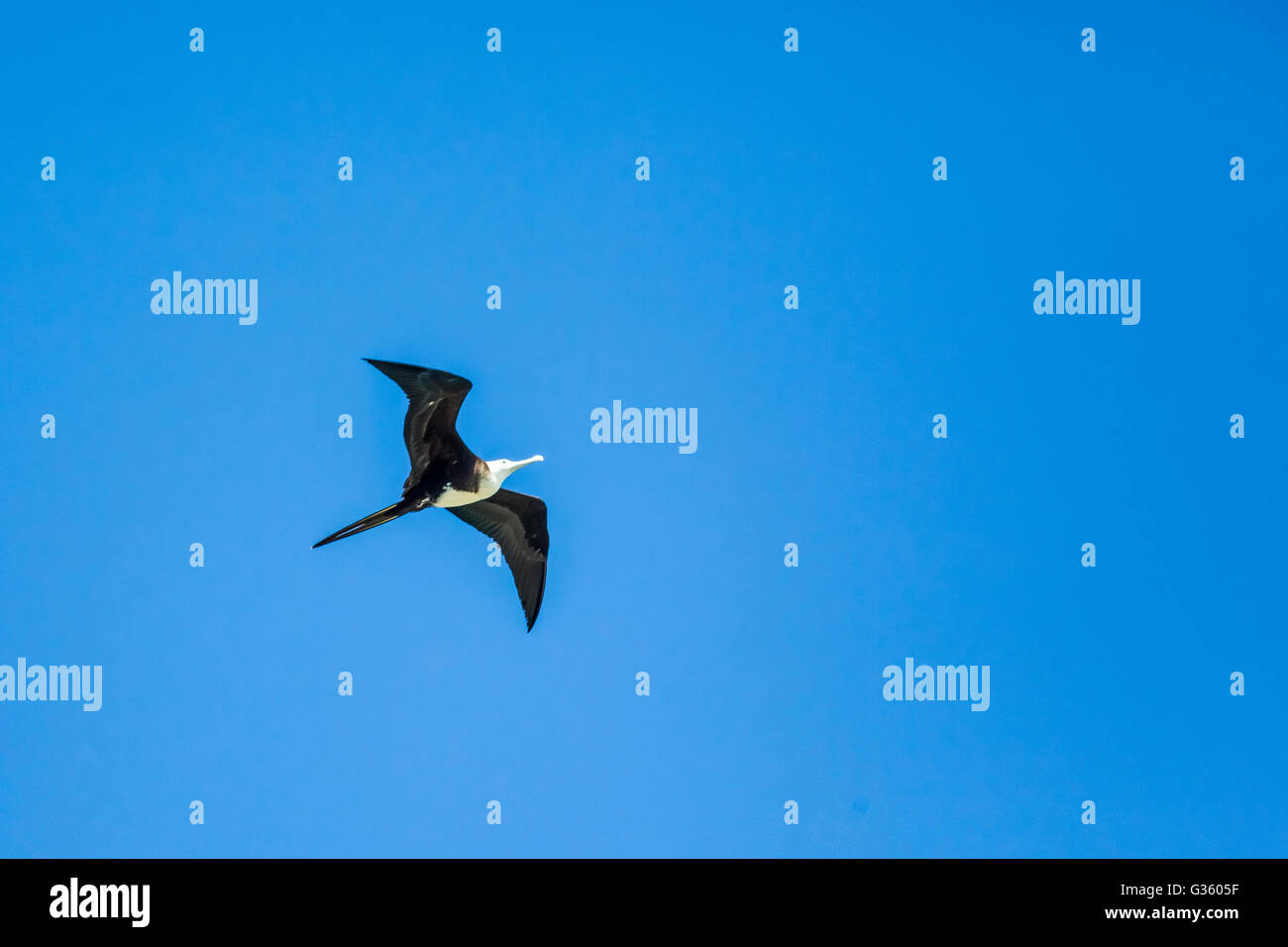 Juvenile frigatebird hi-res stock photography and images - Alamy
