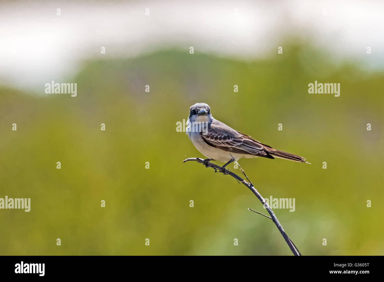 Gray Kingbird, Tyrannus dominicensis, foraging just outside Fort ...