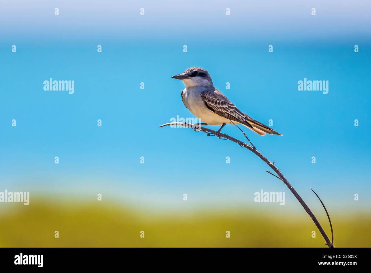 Gray Kingbird, Tyrannus dominicensis, foraging just outside Fort ...