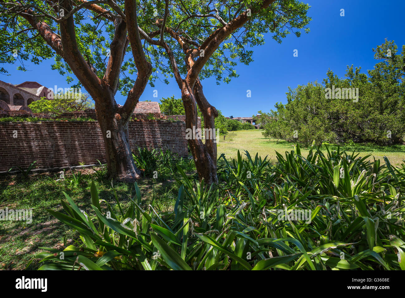 Gumbo limbo tree hi-res stock photography and images - Alamy
