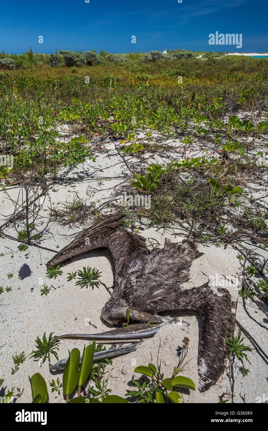 Dead pelican hi-res stock photography and images - Alamy