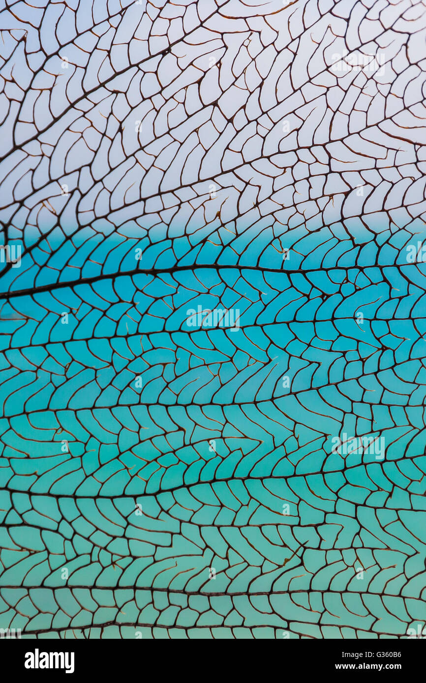 Coral skeleton hi-res stock photography and images - Alamy